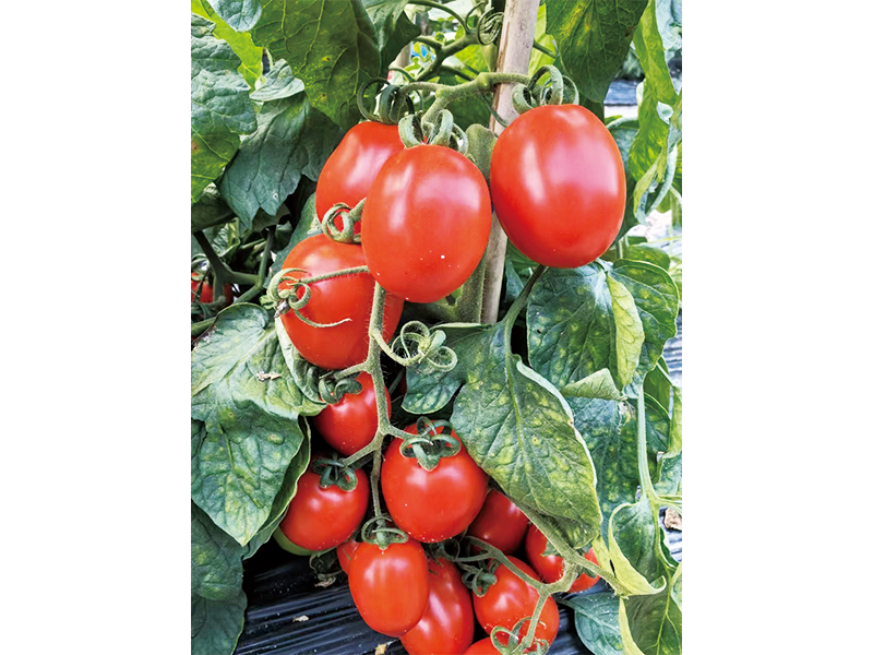 番茄3780